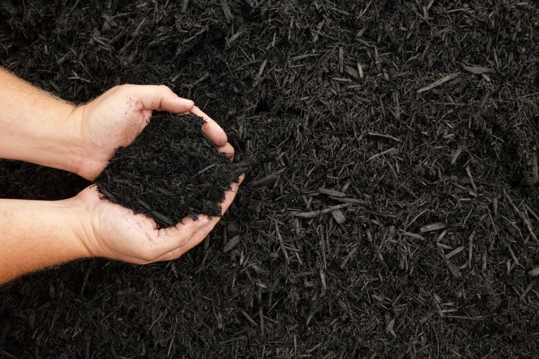 The Benefits of Using Living Mulch in Your Garden and Landscape - TDS Blog